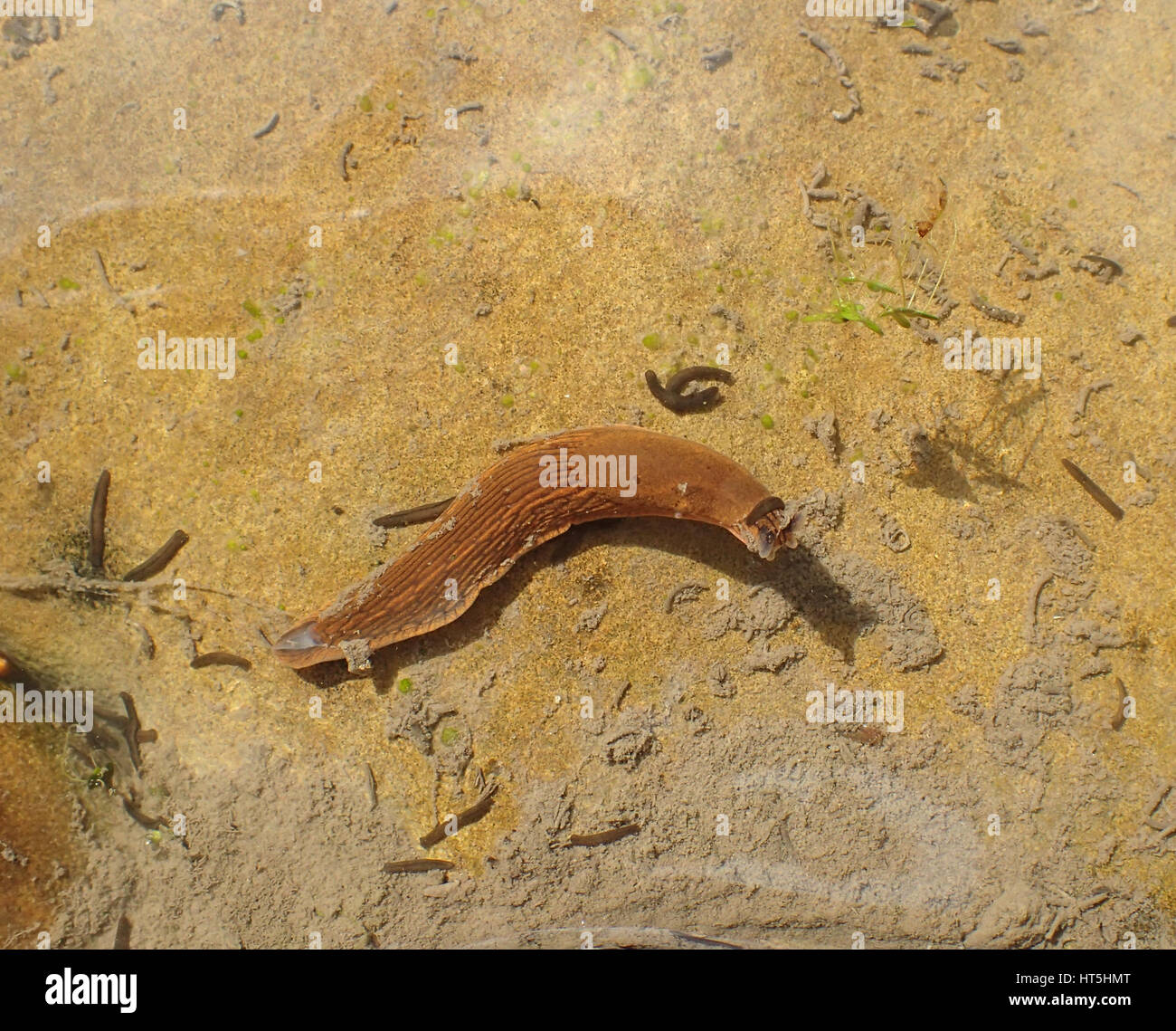 Polycelis sp hi-res stock photography and images - Alamy