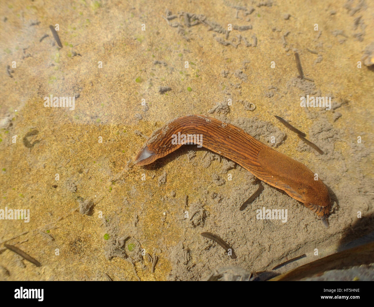 Spanish slug (Arion vulgaris) underwater and surrounded by flatworms ...