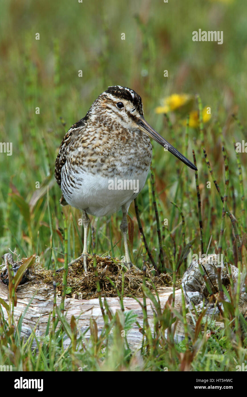 Common Snipe Gallinago gallinago, in amongst the flowers and grasses of ...