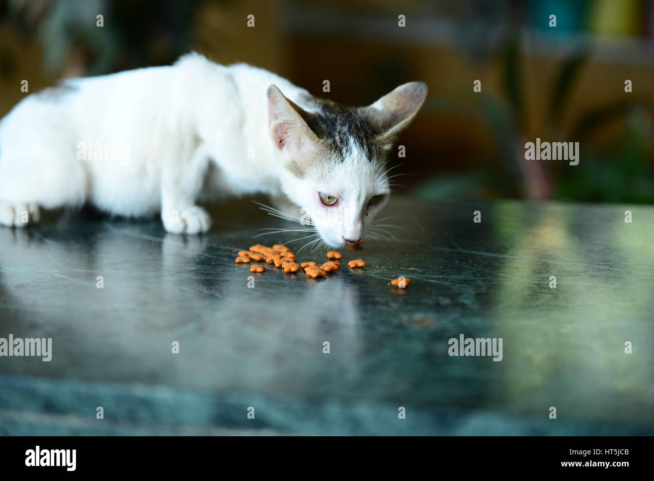 cat eating food , after long time Stock Photo - Alamy
