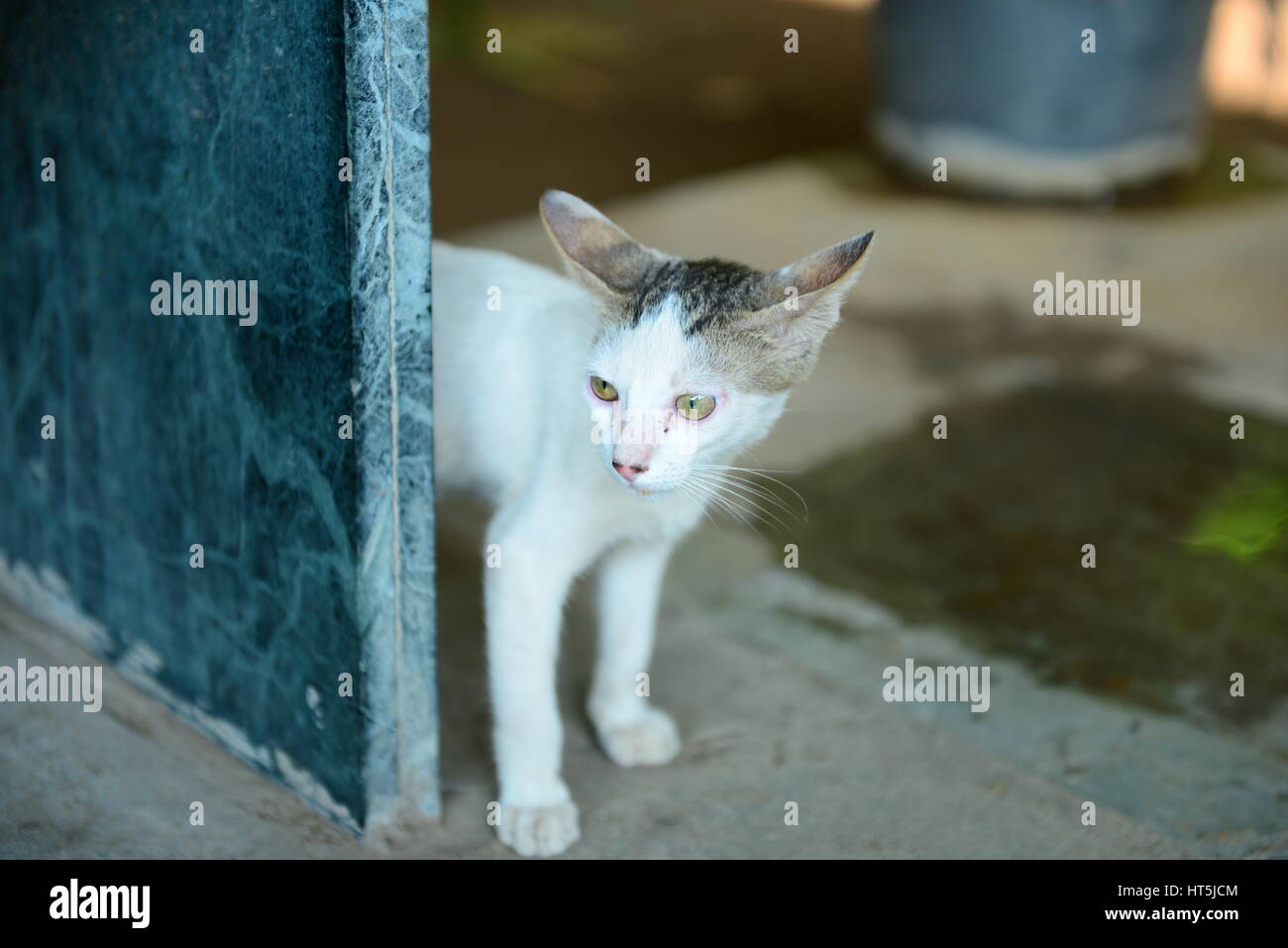 cat hunting food , baby cat waiting for food Stock Photo - Alamy