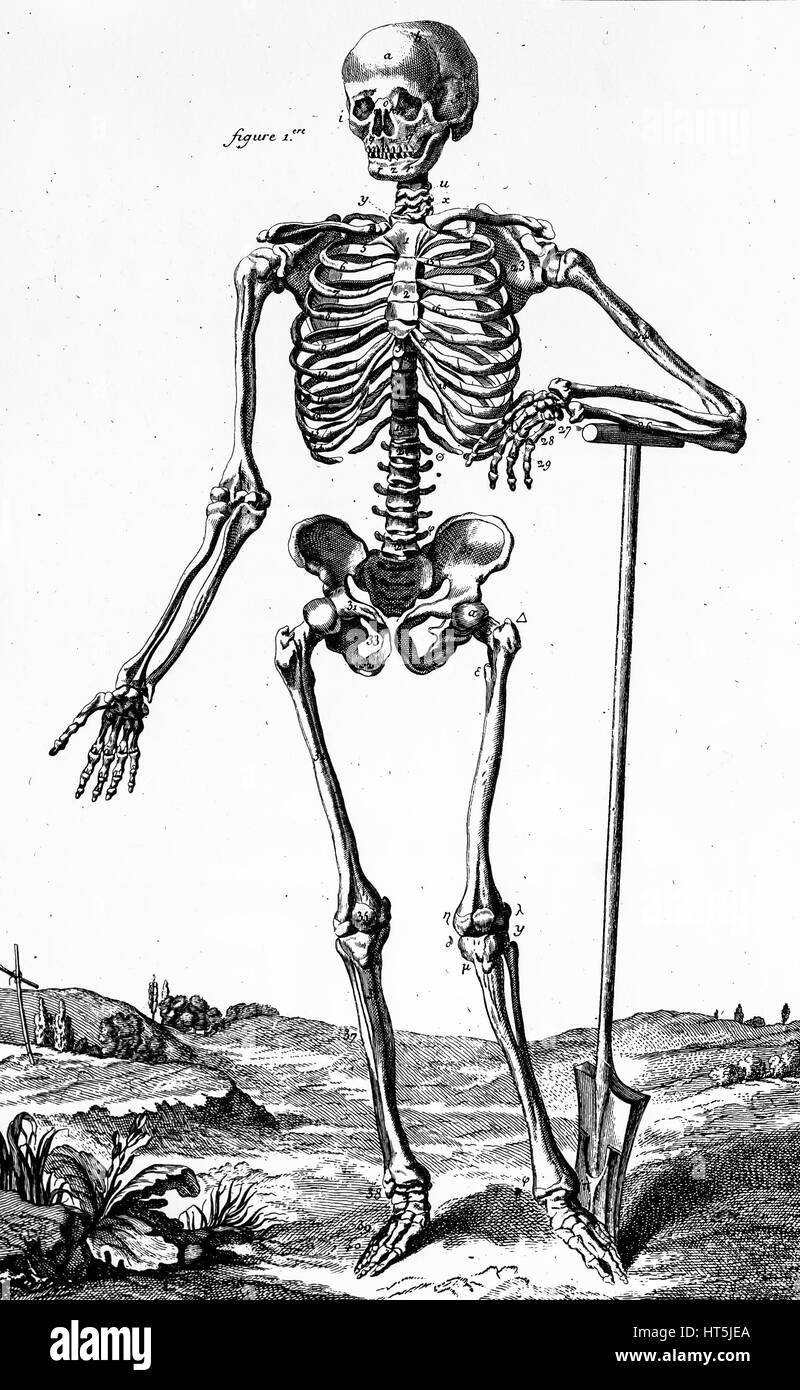 Vintage skull anatomy hi-res stock photography and images - Alamy