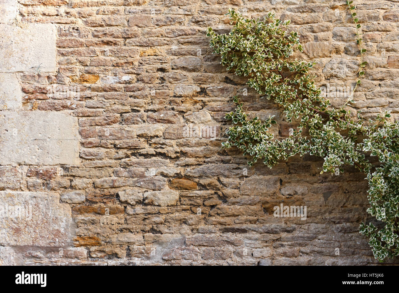 Old stone wall with green plants Stock Photo - Alamy