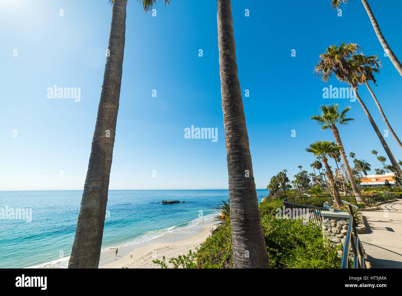 Palm trees in Laguna Beach, California Stock Photo - Alamy
