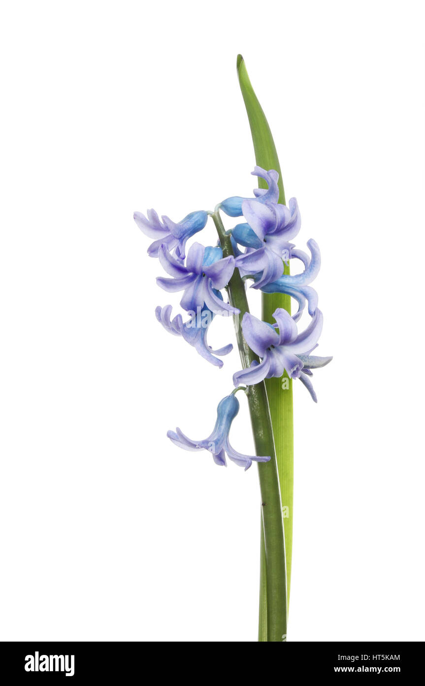 Blue hyacinth flowers hi-res stock photography and images - Alamy