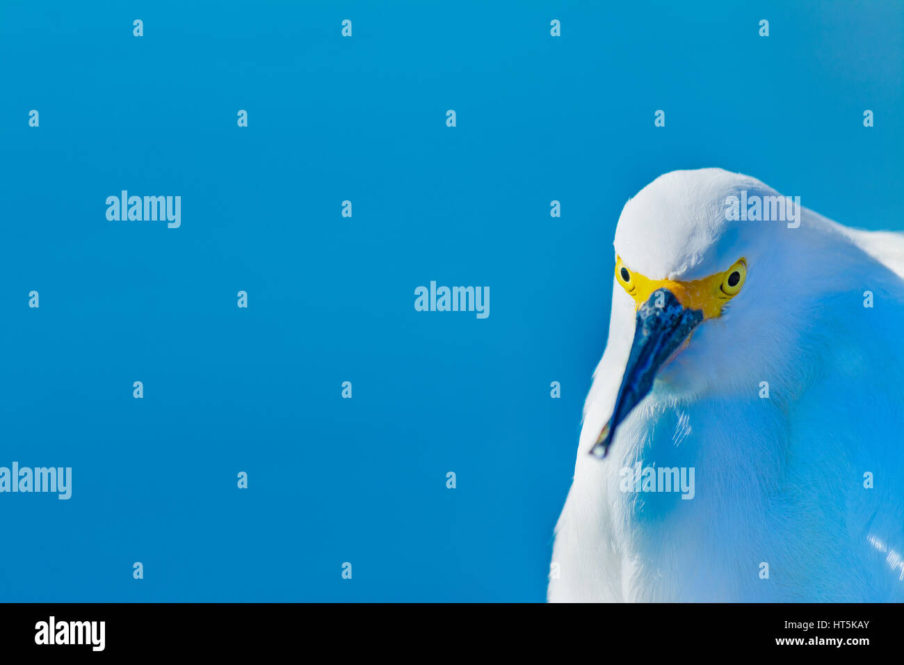 Front view of a snowy egret Stock Photo - Alamy