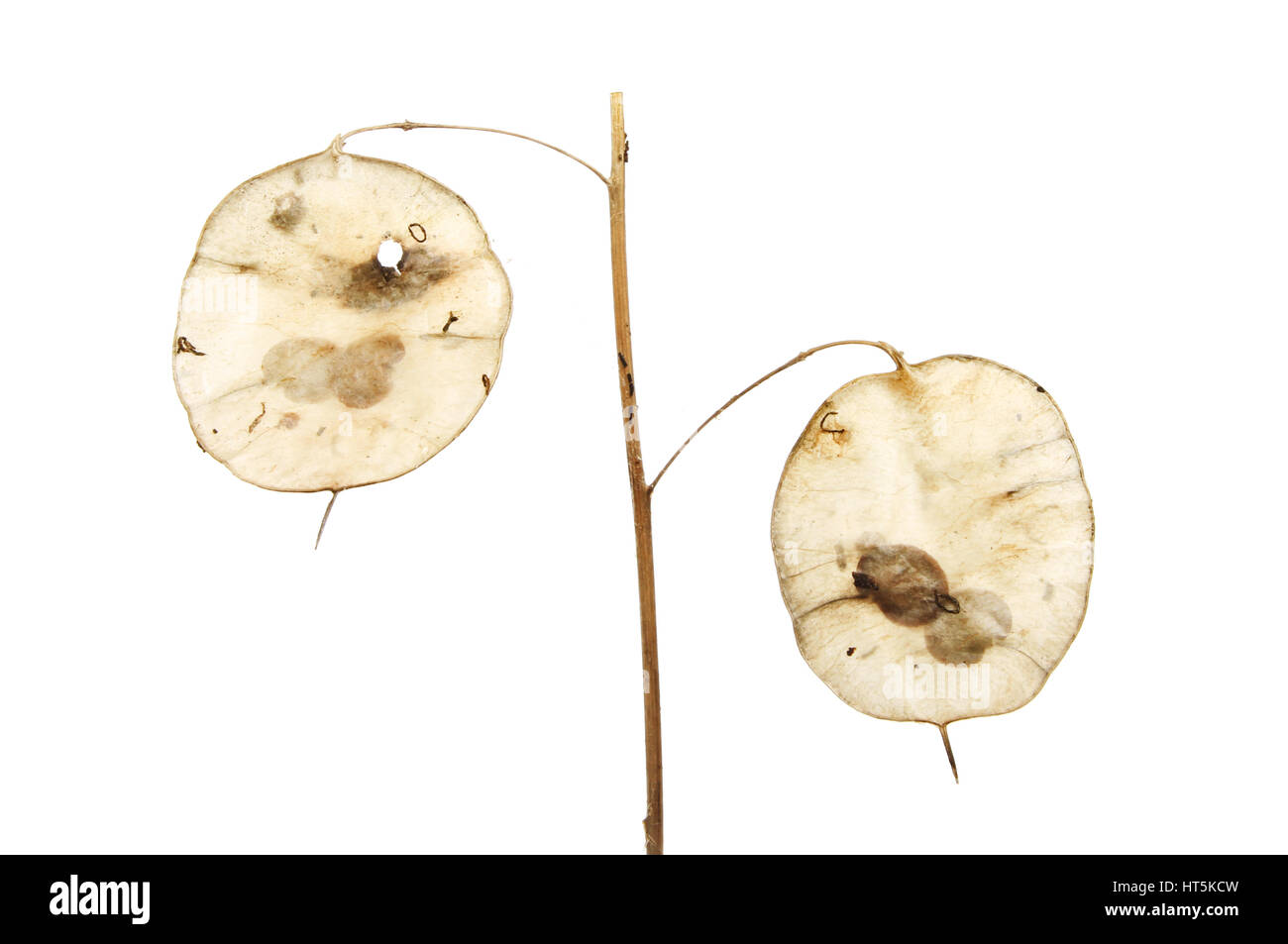 Translucent seed pods hi-res stock photography and images - Alamy