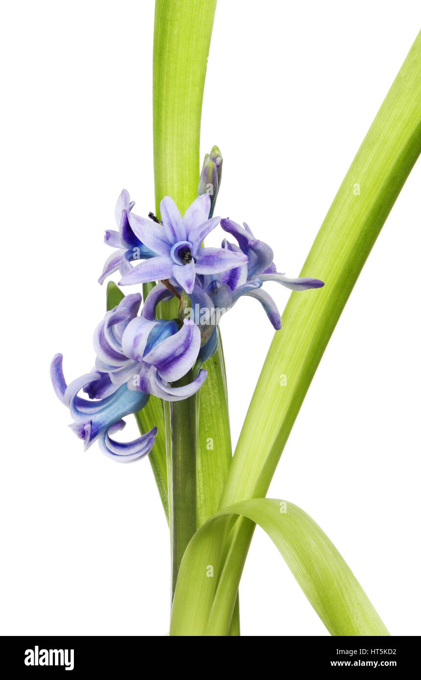 Blue hyacinth flowers hi-res stock photography and images - Alamy