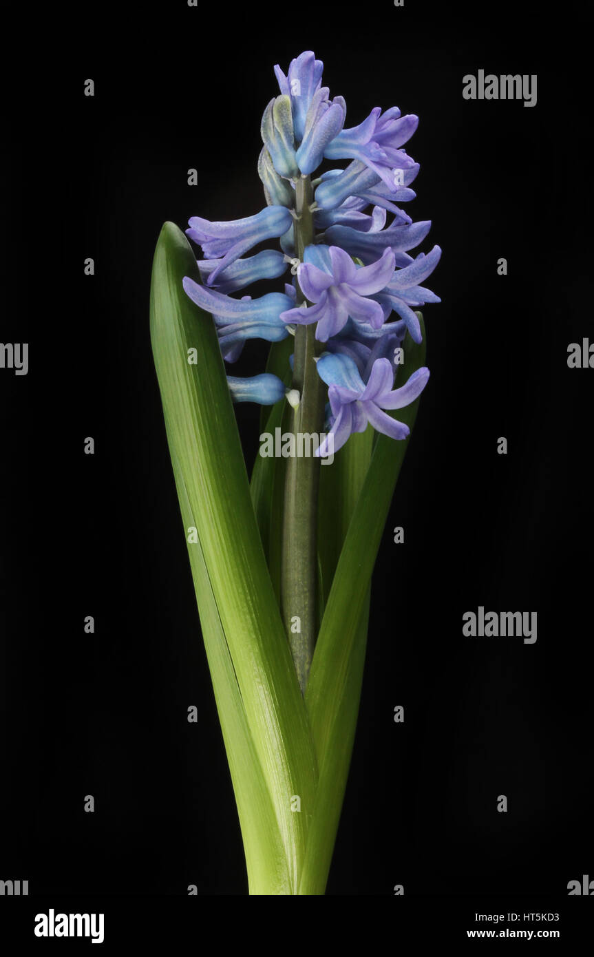 Blue hyacinth flowers hi-res stock photography and images - Alamy