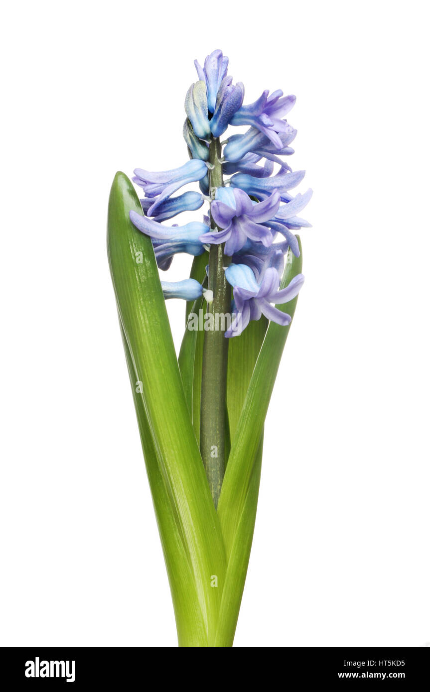 Blue hyacinth flowers hi-res stock photography and images - Alamy