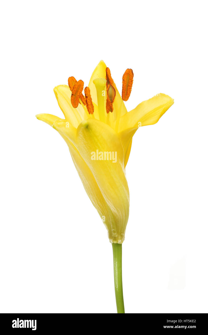 Part open yellow lily flower isolated against white Stock Photo - Alamy