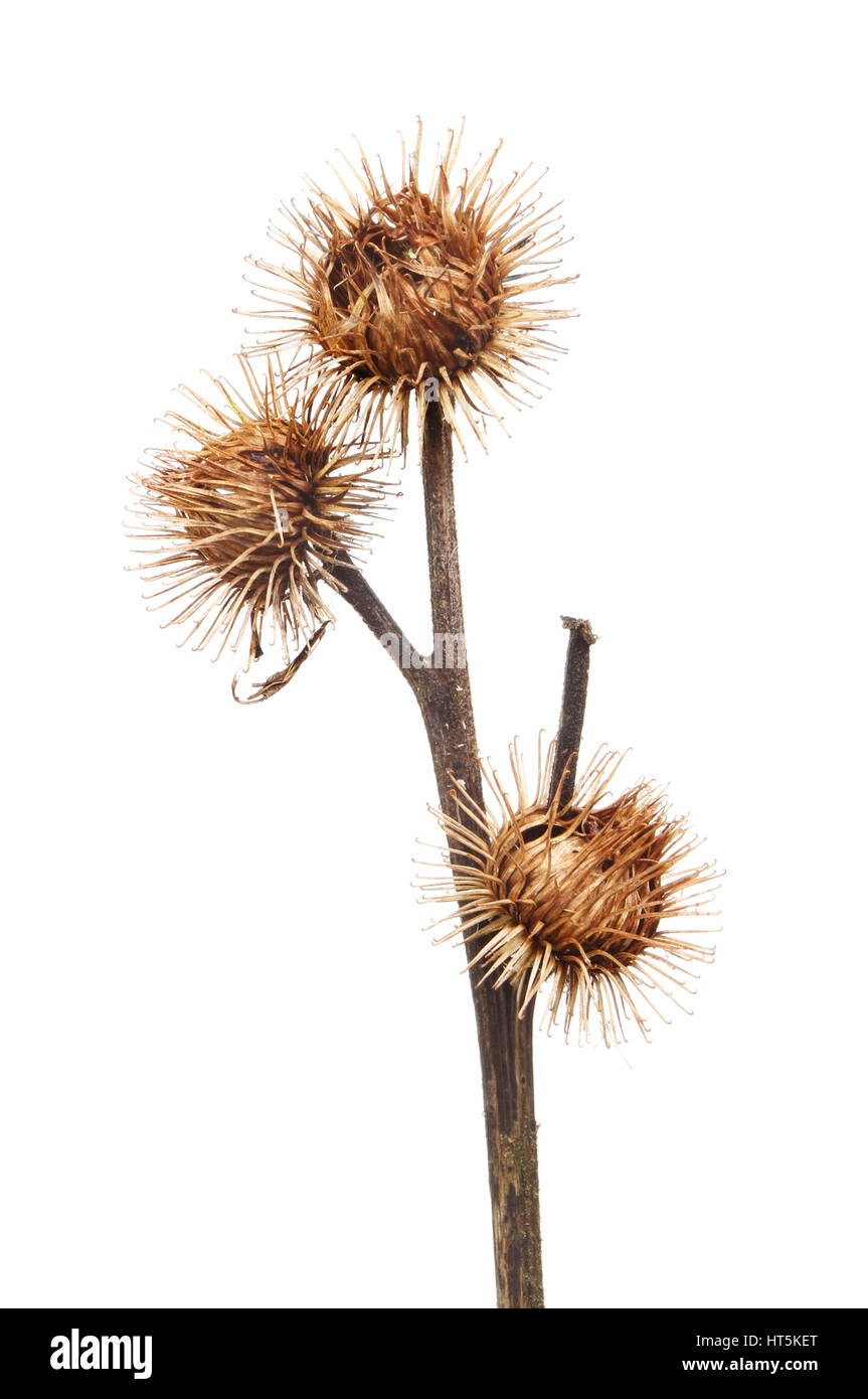 Seed heads of thistle Cut Out Stock Images & Pictures - Alamy