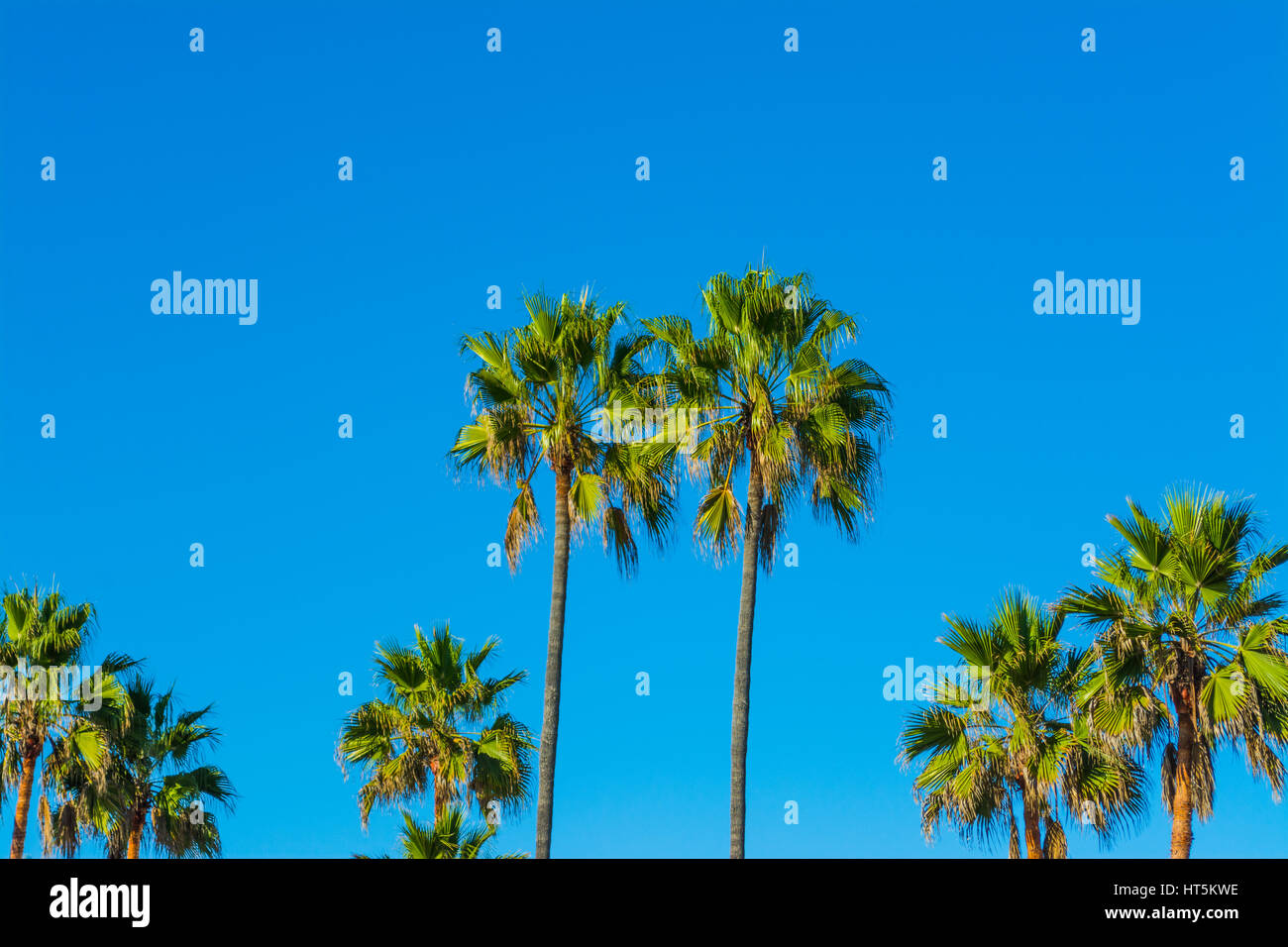 Cali plants hi-res stock photography and images - Alamy