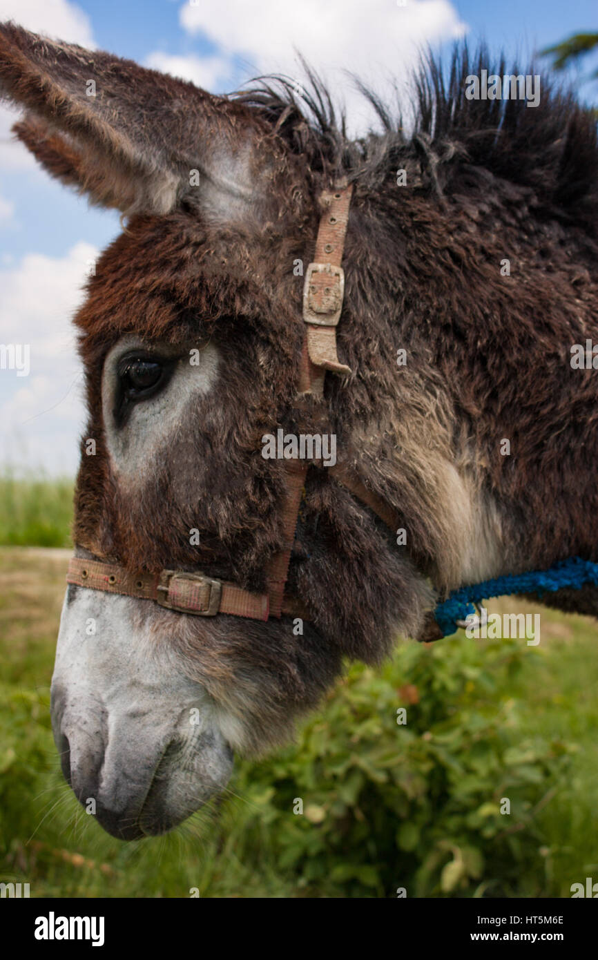 Donkey in a typical Italian Farm Stock Photo - Alamy