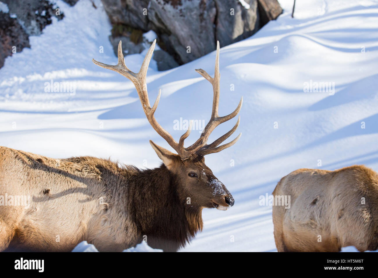 Wapiti in winter Stock Photo - Alamy