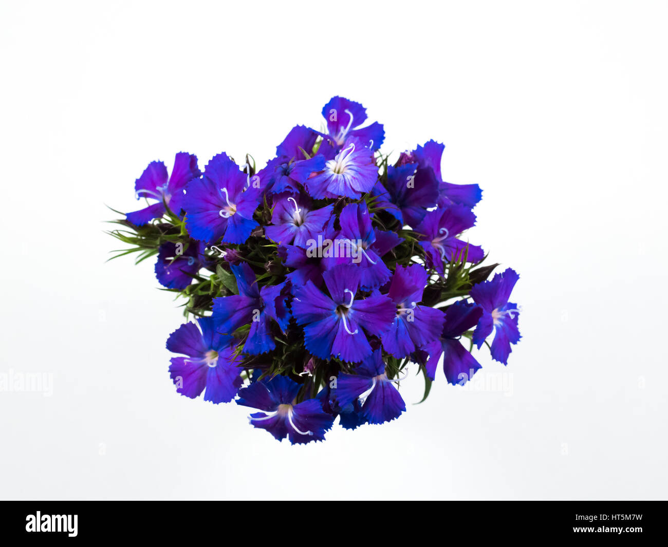 Beautiful blue flowers on white background Stock Photo - Alamy