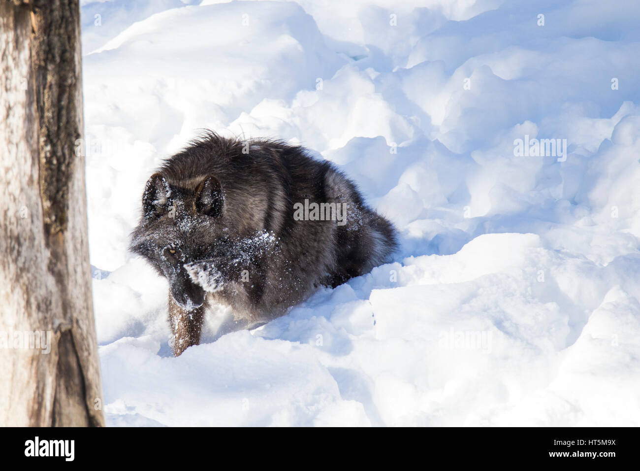 Black wolf in winter Stock Photo - Alamy