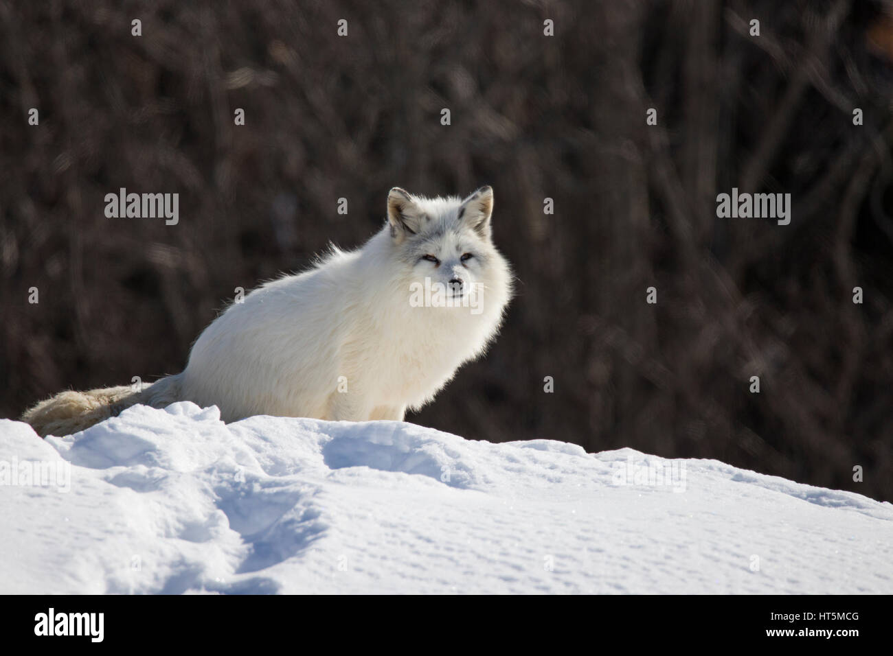 Snarling fox hi-res stock photography and images - Alamy
