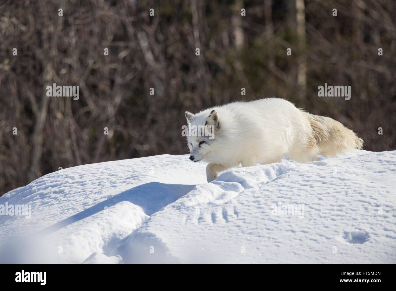 Arctic fox in winter Stock Photo - Alamy