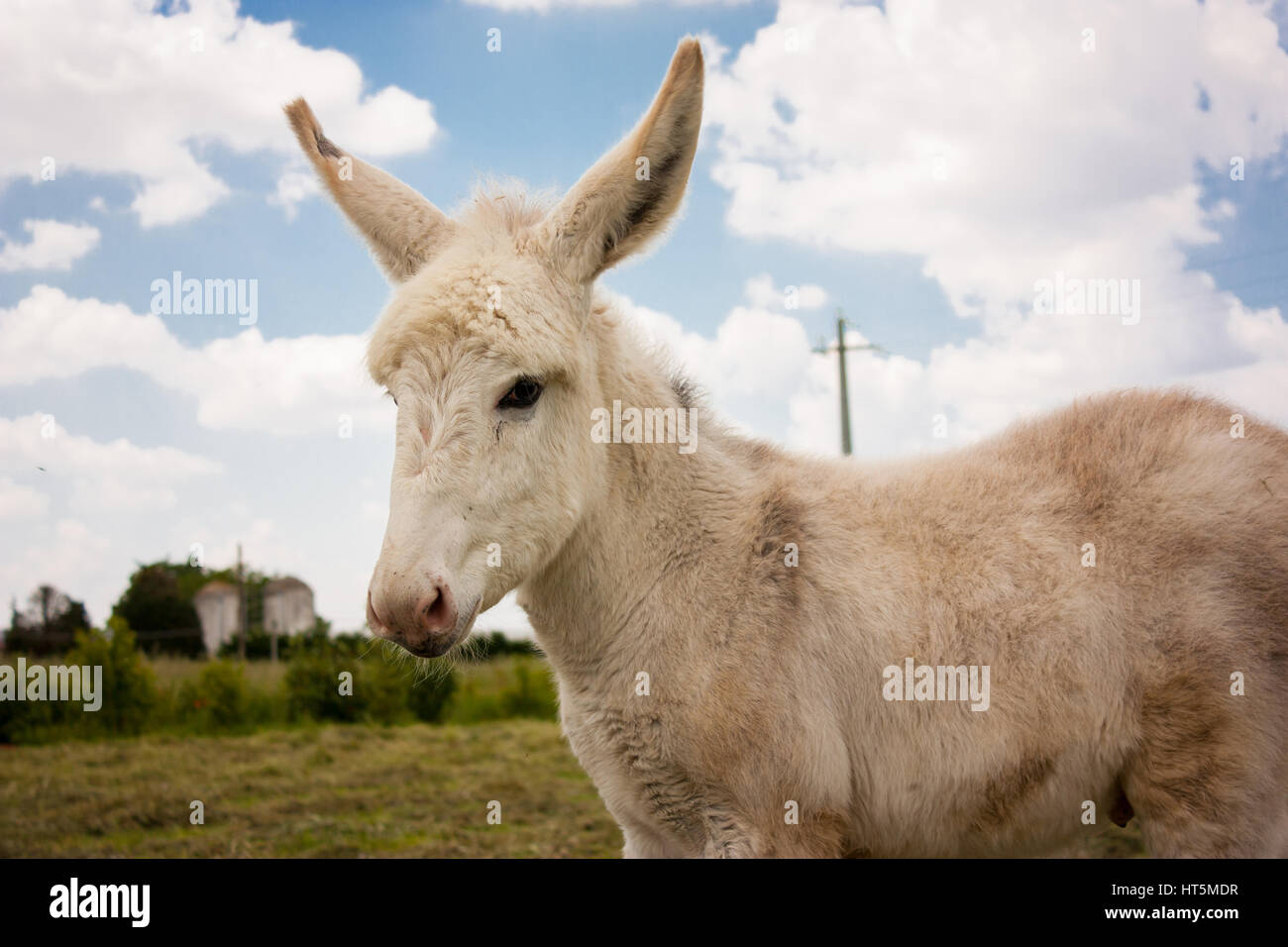 Donkey in a typical Italian Farm Stock Photo - Alamy
