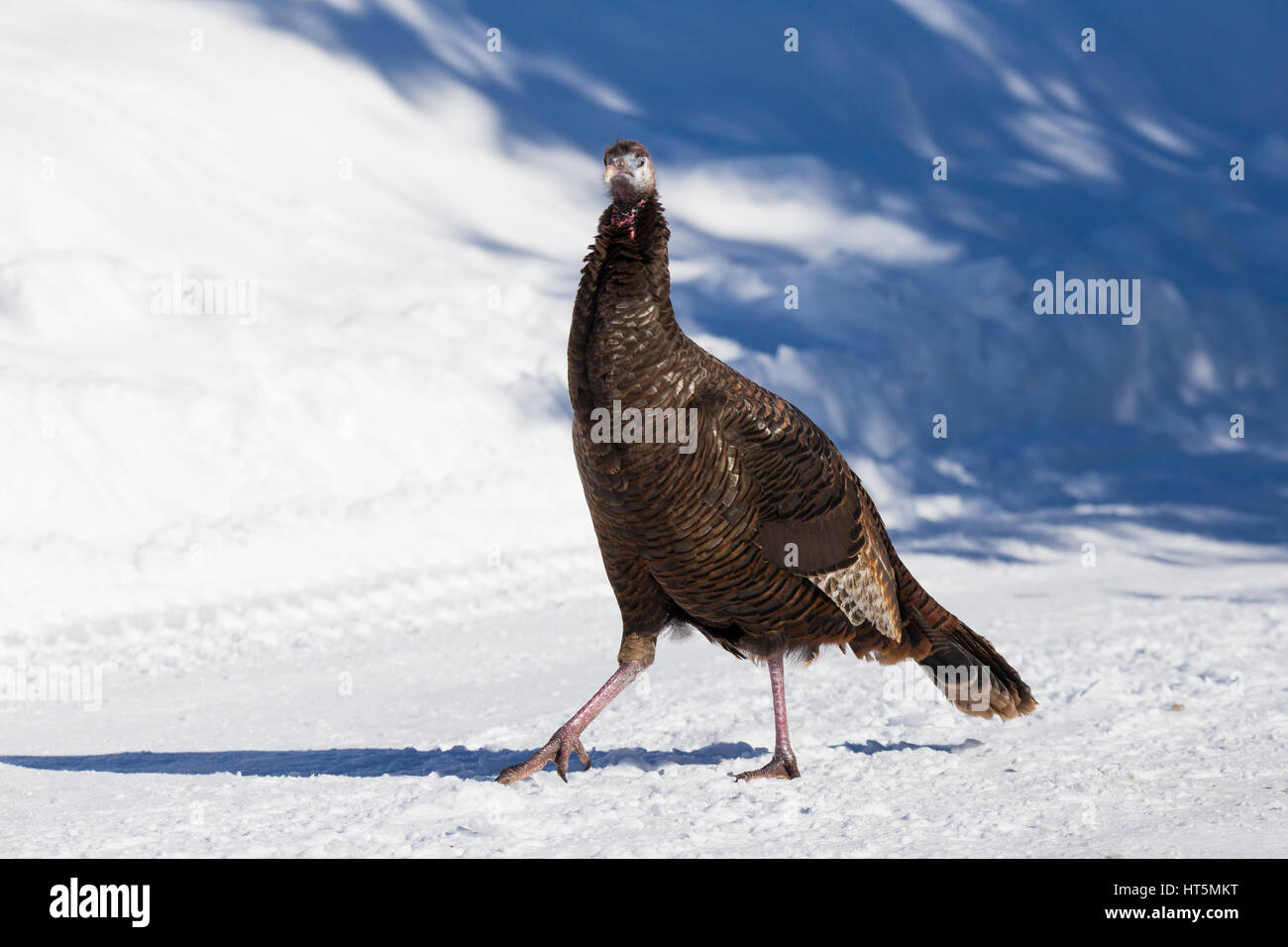 wild turkey in winter Stock Photo - Alamy