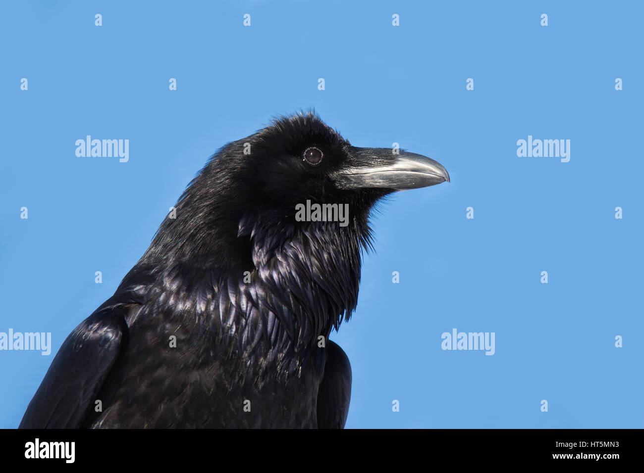 Raven in winter Stock Photo - Alamy