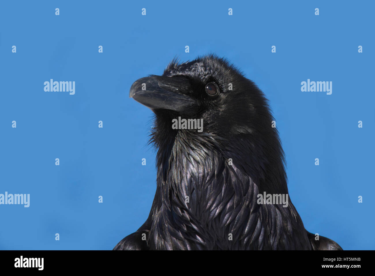 Raven in winter Stock Photo - Alamy