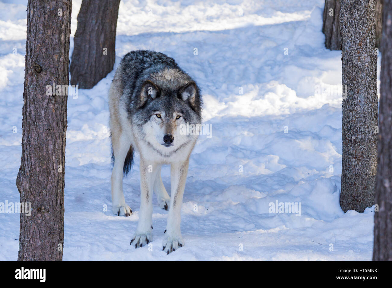 Timber wolf alaska hi-res stock photography and images - Alamy
