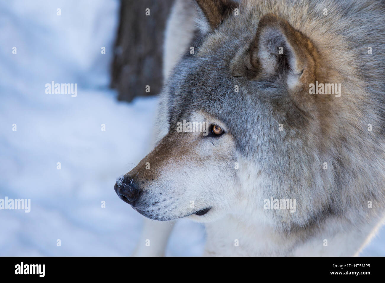 Timber wolf portrait in winter Stock Photo - Alamy