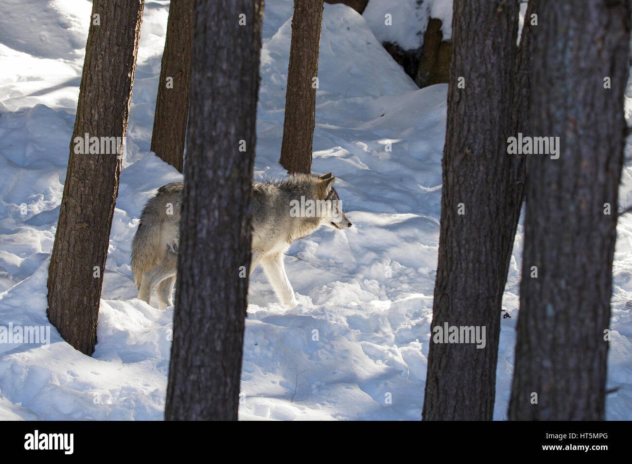 Timber wolf portrait in winter Stock Photo - Alamy