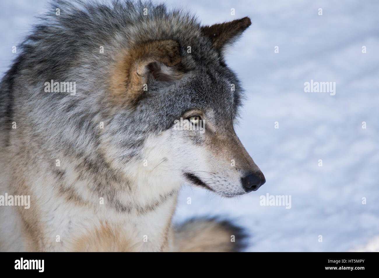 Timber wolf portrait in winter Stock Photo - Alamy