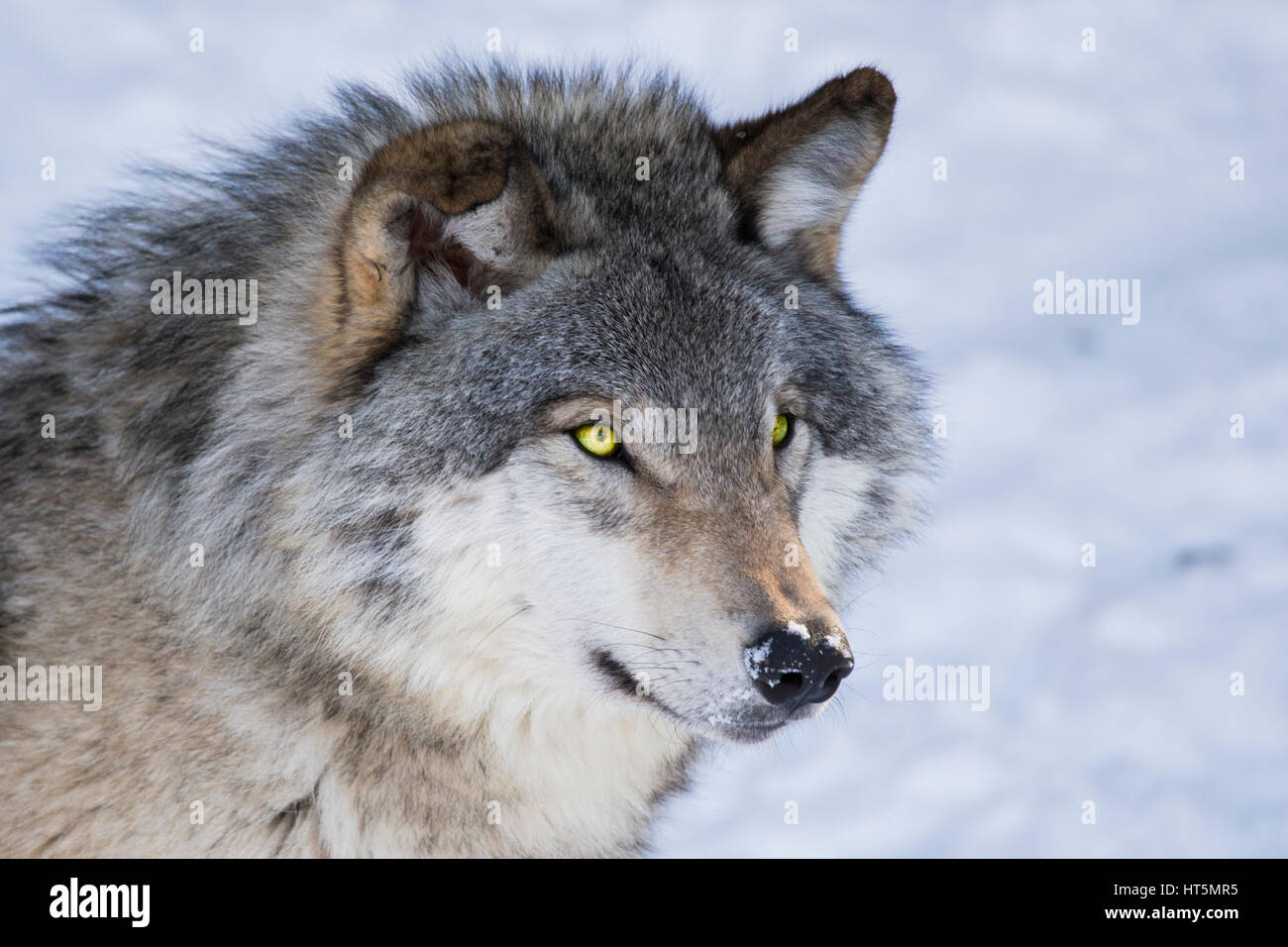 Timber wolf portrait in winter Stock Photo - Alamy