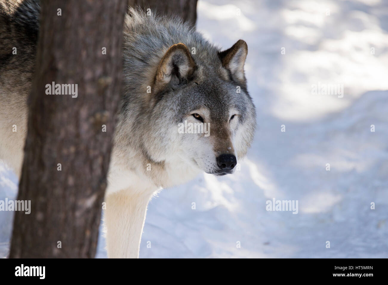 Timber wolf portrait in winter Stock Photo - Alamy