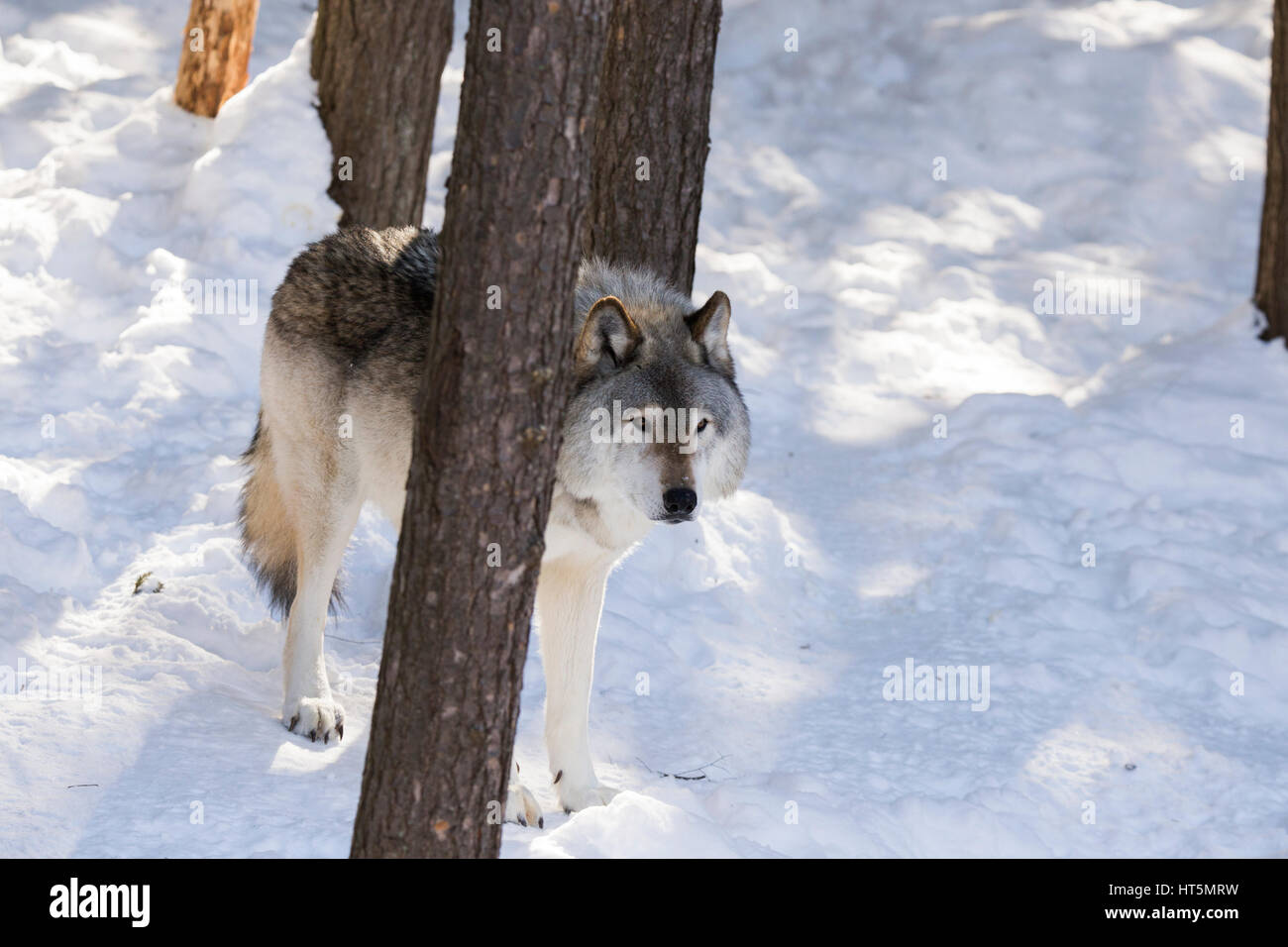 Timber wolf portrait in winter Stock Photo - Alamy