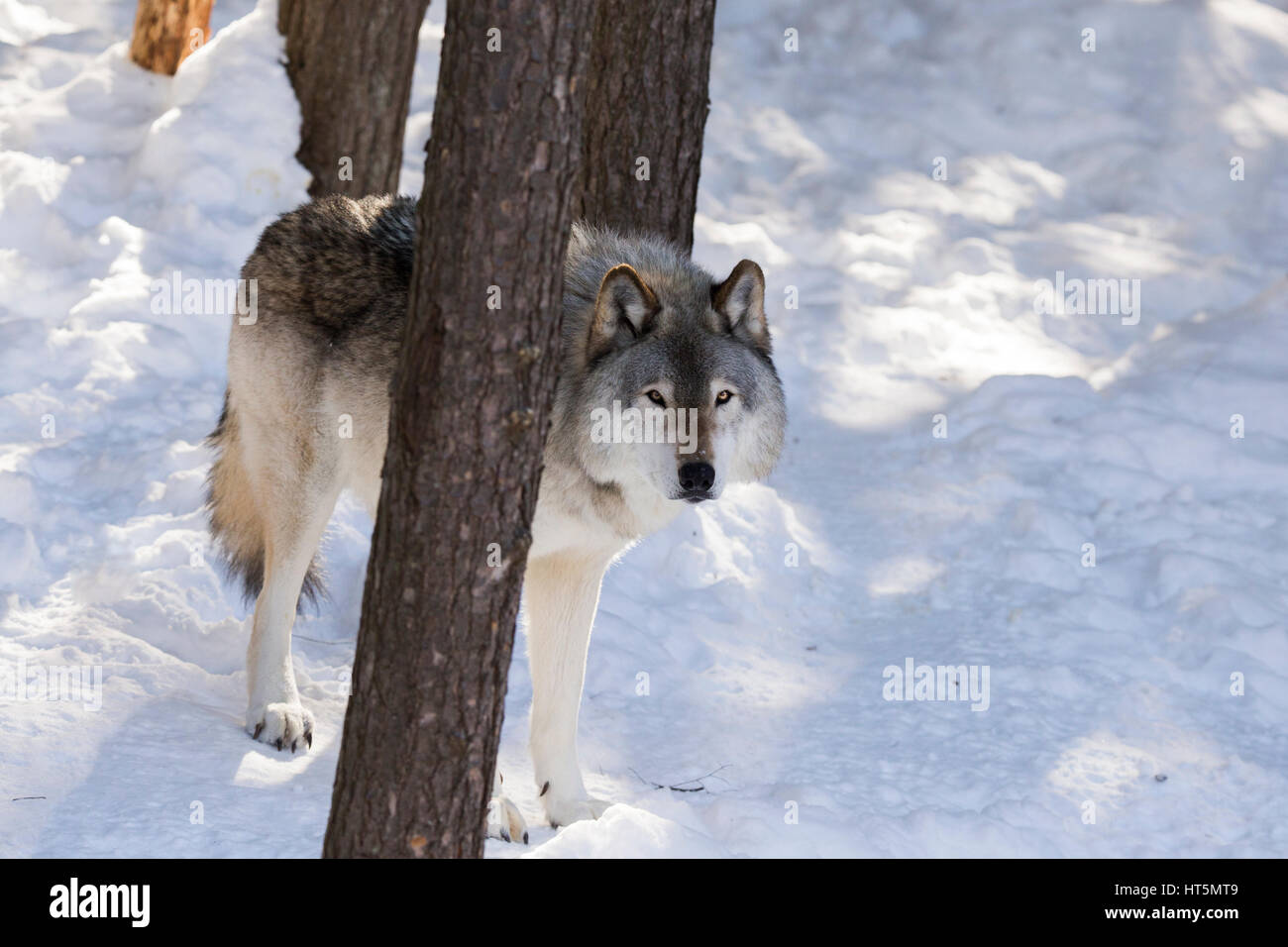 Timber wolf portrait in winter Stock Photo - Alamy