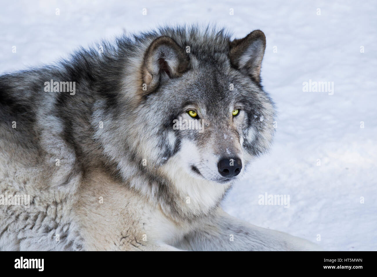Timber wolf portrait in winter Stock Photo - Alamy