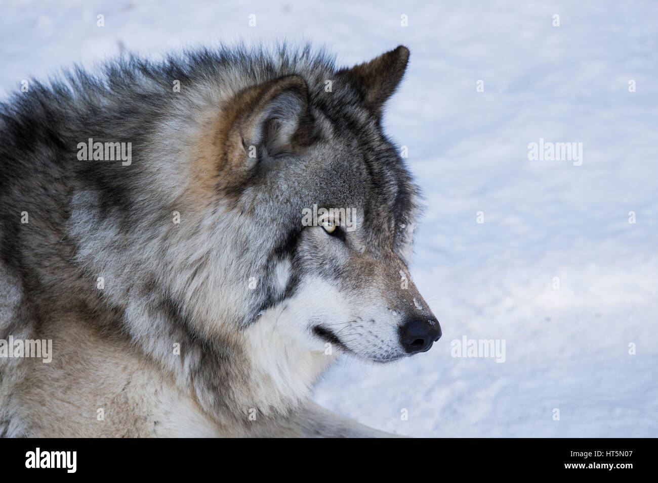 Timber wolf portrait in winter Stock Photo - Alamy