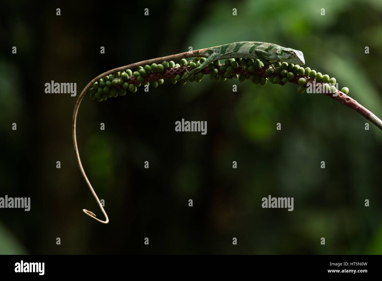 Curled up lizard hi-res stock photography and images - Alamy