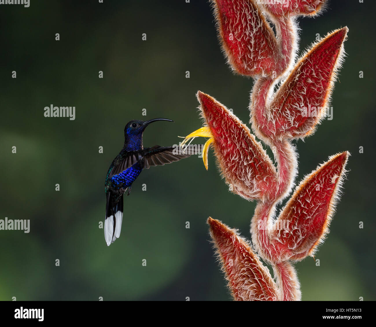 The Violet Sabrewing Hummingbird, Campylopterus hemileucurus, is a very ...