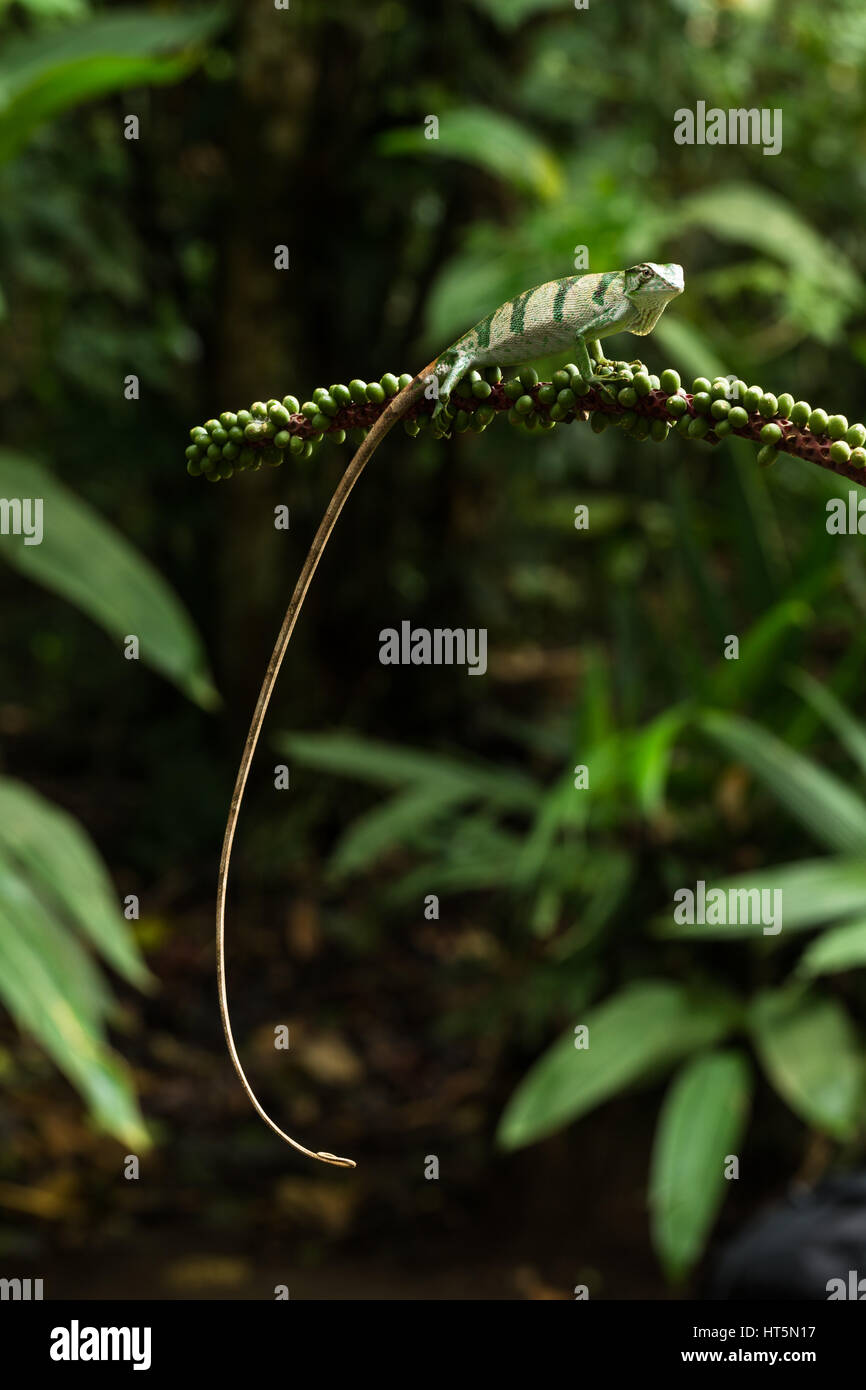 Canopy lizard polychrus gutturosus hi-res stock photography and images ...