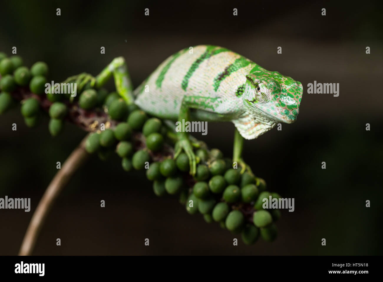Canopy lizard polychrus gutturosus hi-res stock photography and images ...