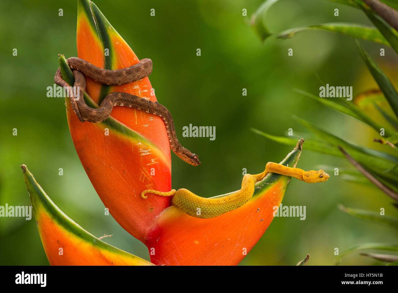 Eyelash Viper, Horned Palm Viper, Bothriechis schlegelii, Schlegel’s ...
