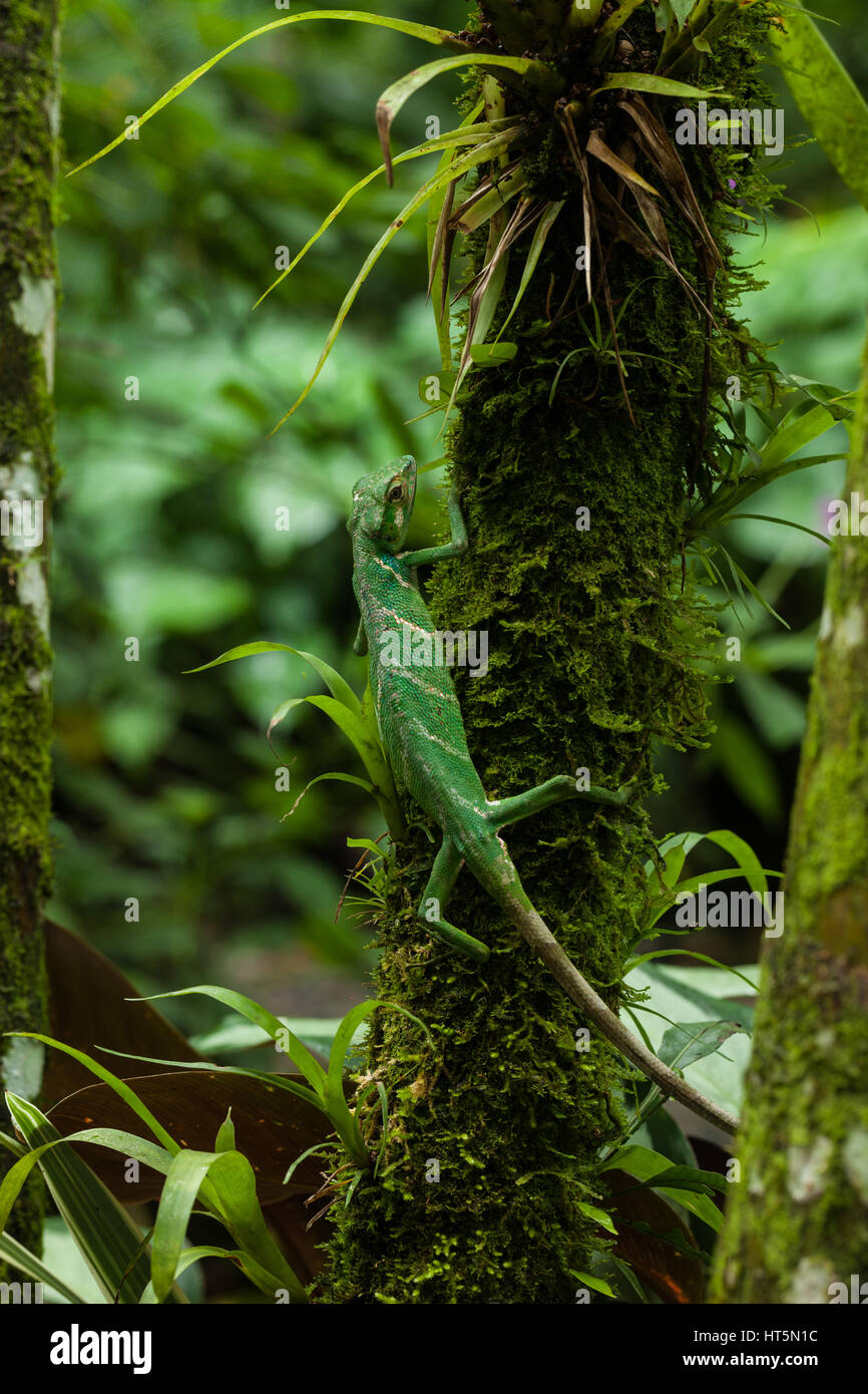 The Canopy Lizard or Berthold's Bush Anole, Polychrus gutturosus, is an ...