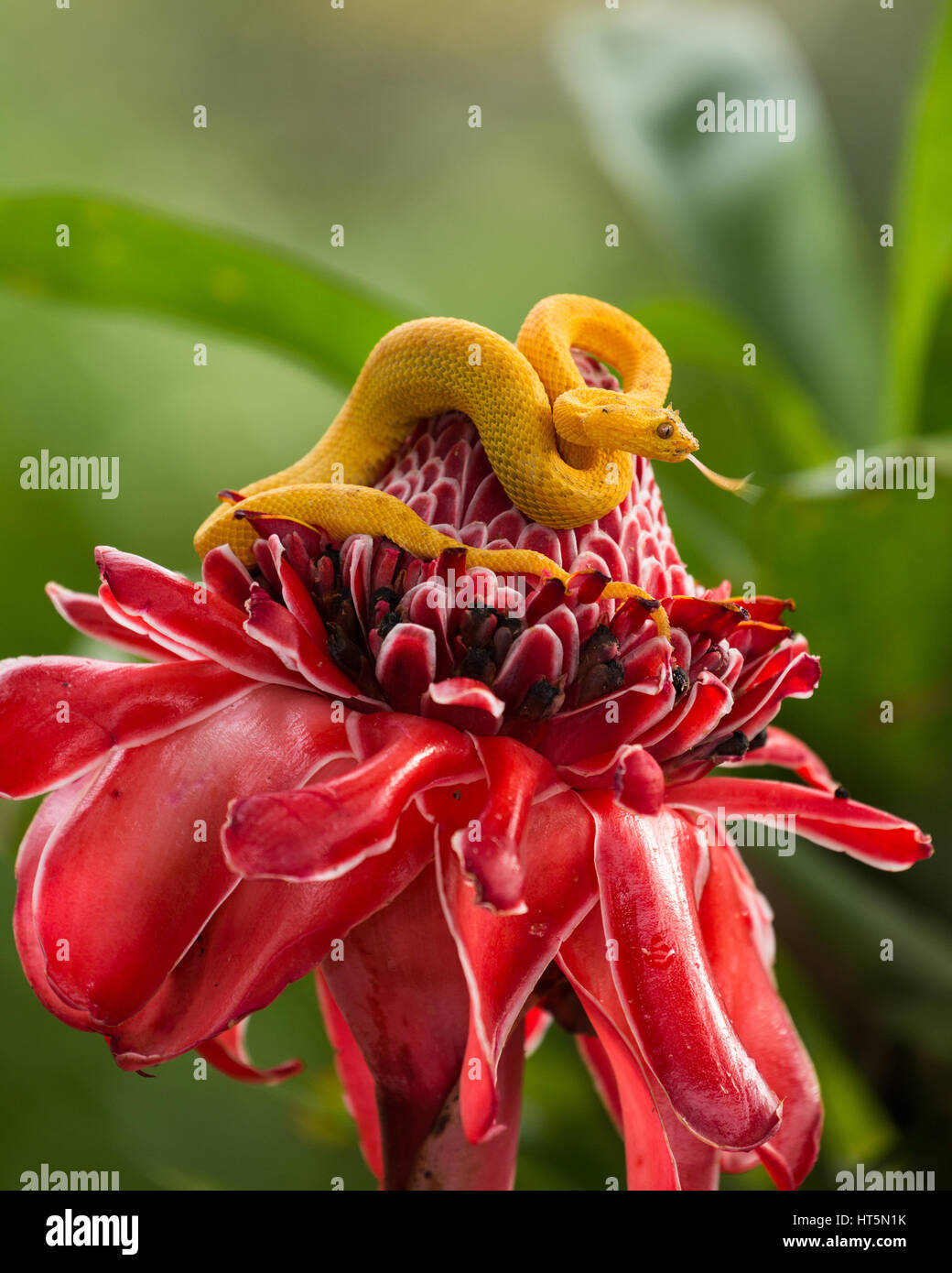 Eyelash Viper, Horned Palm Viper, Bothriechis schlegelii, Schlegel’s ...