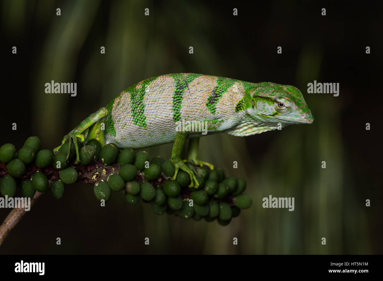 The Canopy Lizard or Berthold's Bush Anole, Polychrus gutturosus, is an ...