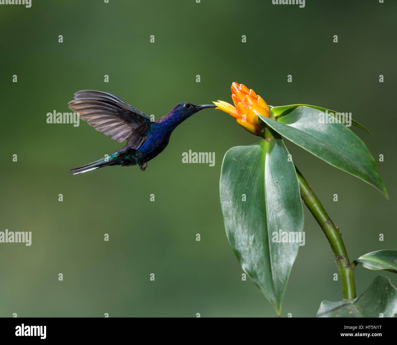 The Violet Sabrewing Hummingbird, Campylopterus hemileucurus, is a very ...