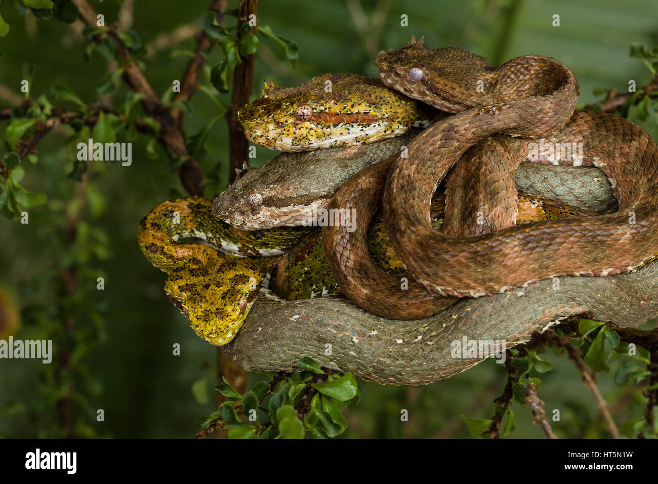 Eyelash Viper, Horned Palm Viper, Bothriechis schlegelii, Schlegel’s ...