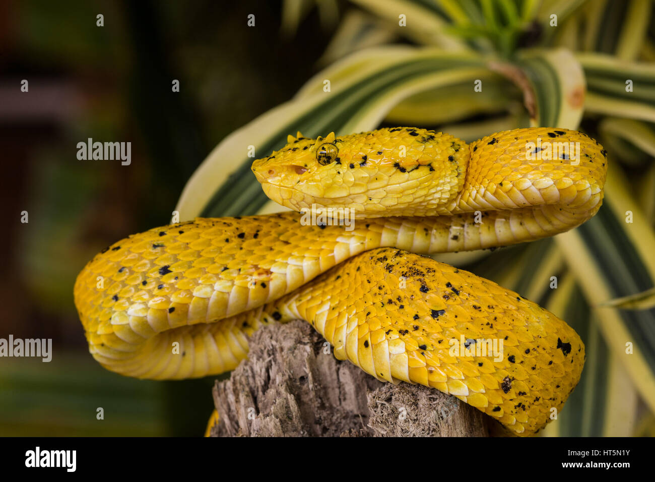 Eyelash Viper, Horned Palm Viper, Bothriechis schlegelii, Schlegel’s ...