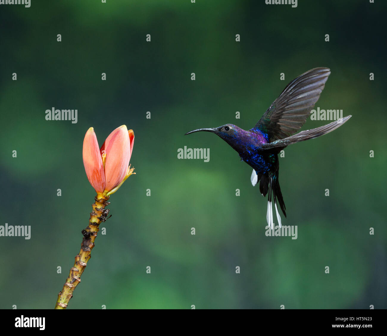 The Violet Sabrewing Hummingbird, Campylopterus hemileucurus, is a very ...