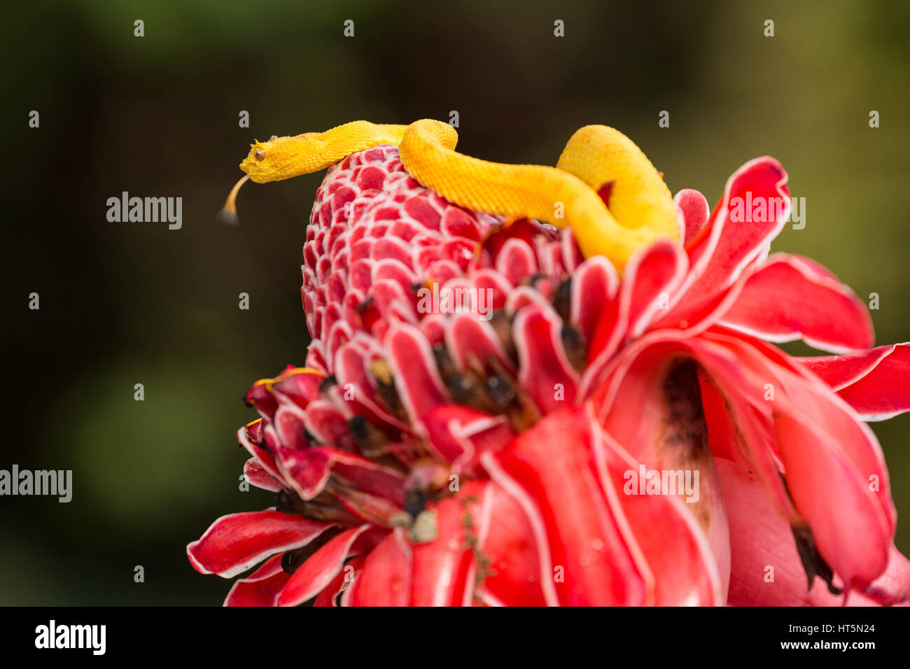 Eyelash Viper, Horned Palm Viper, Bothriechis schlegelii, Schlegel’s ...